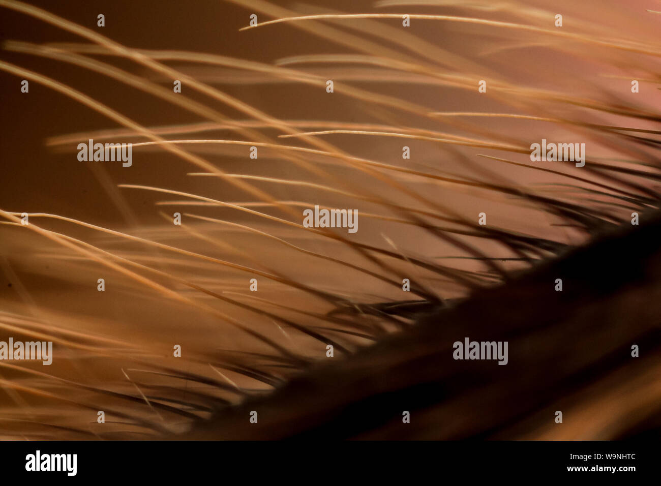 Extreme macro of a tarantula, spider hair close-up (setae Stock Photo ...