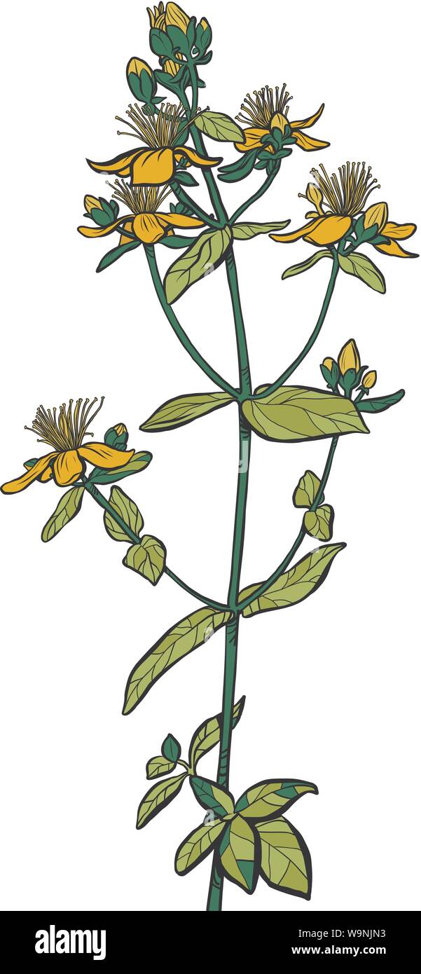 Plant or flower Stock Vector Images - Alamy