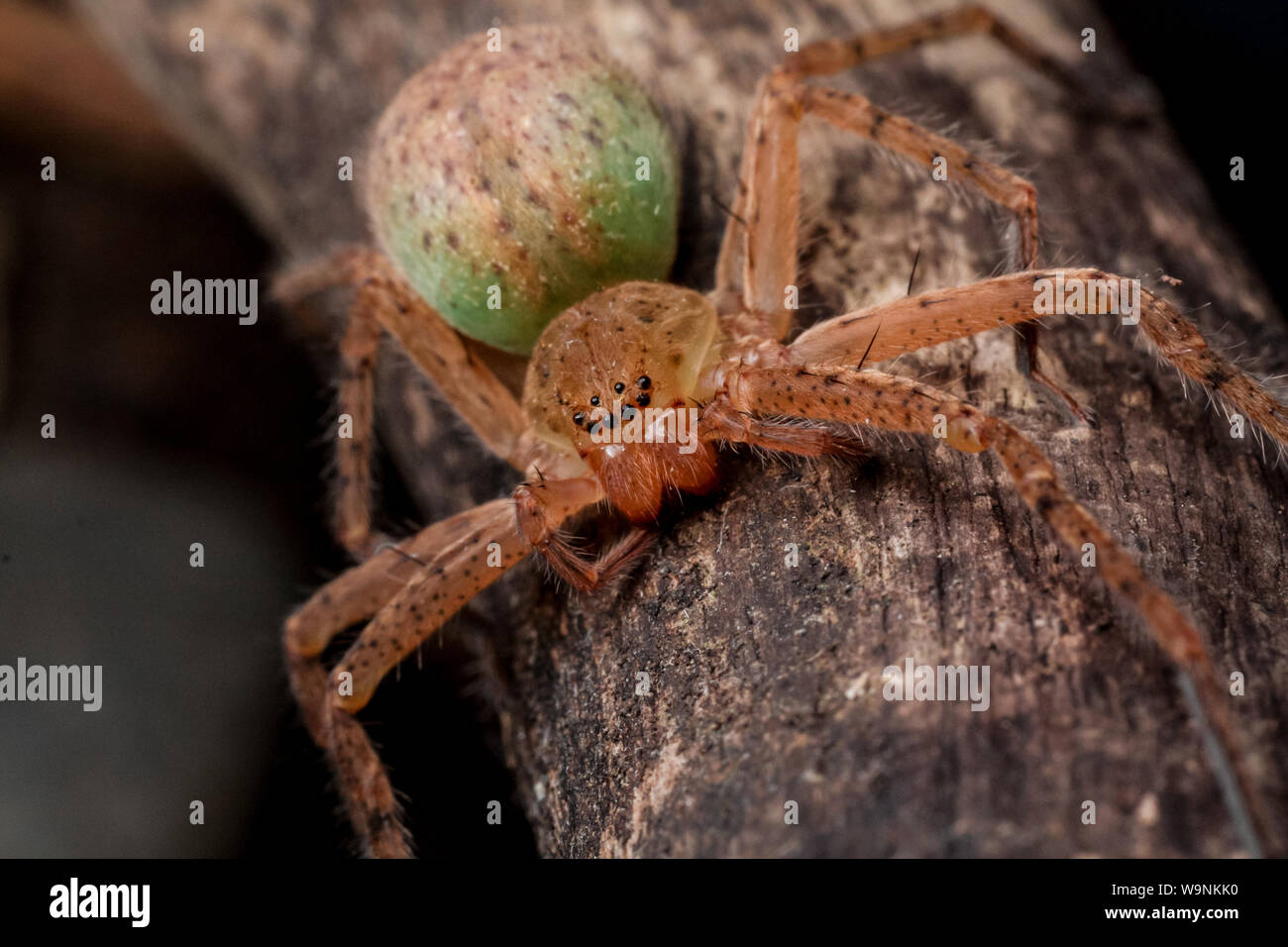Huntsman spider with colorful body (Sparassidae) in close-up Stock ...