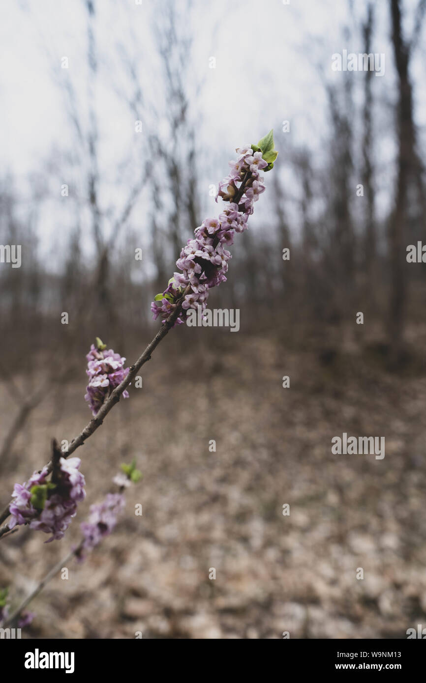 beautiful branch of young and small lilac tree in wild forest , wild ...
