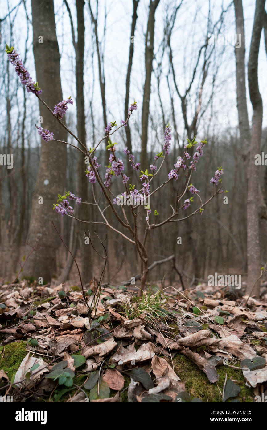 beautiful little purple lilac tree in the early spring wild forest in ...