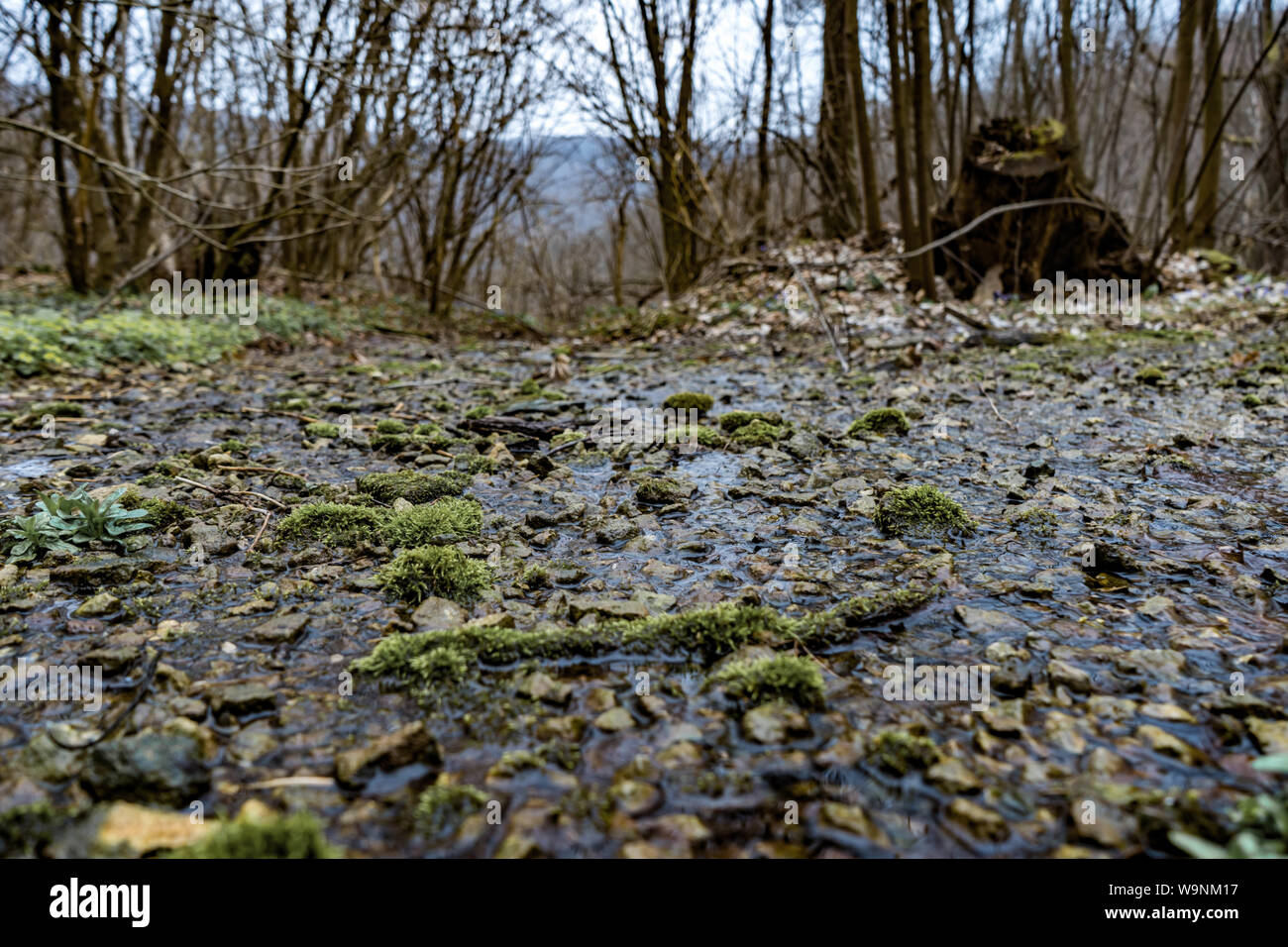 flooded by a underground wild forest water spring water source land in ...
