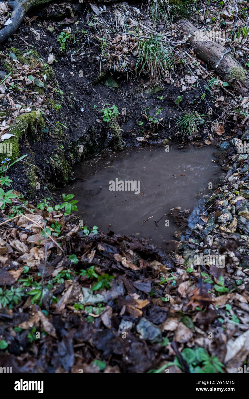 Natural underground spring water source in wild forest , western ...