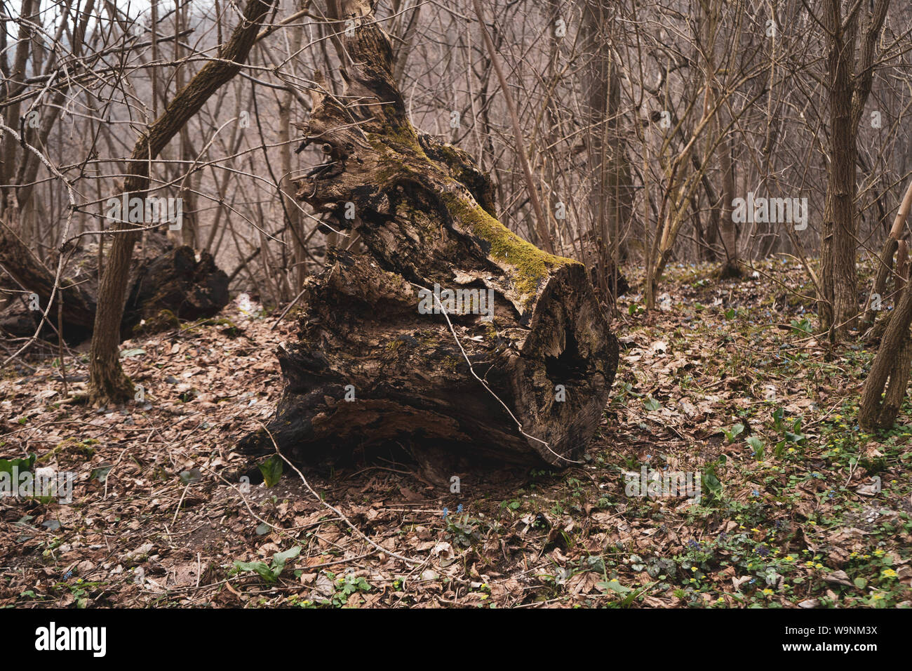 old rotten eradicated by nature and cut by human stump of the oak tree ...