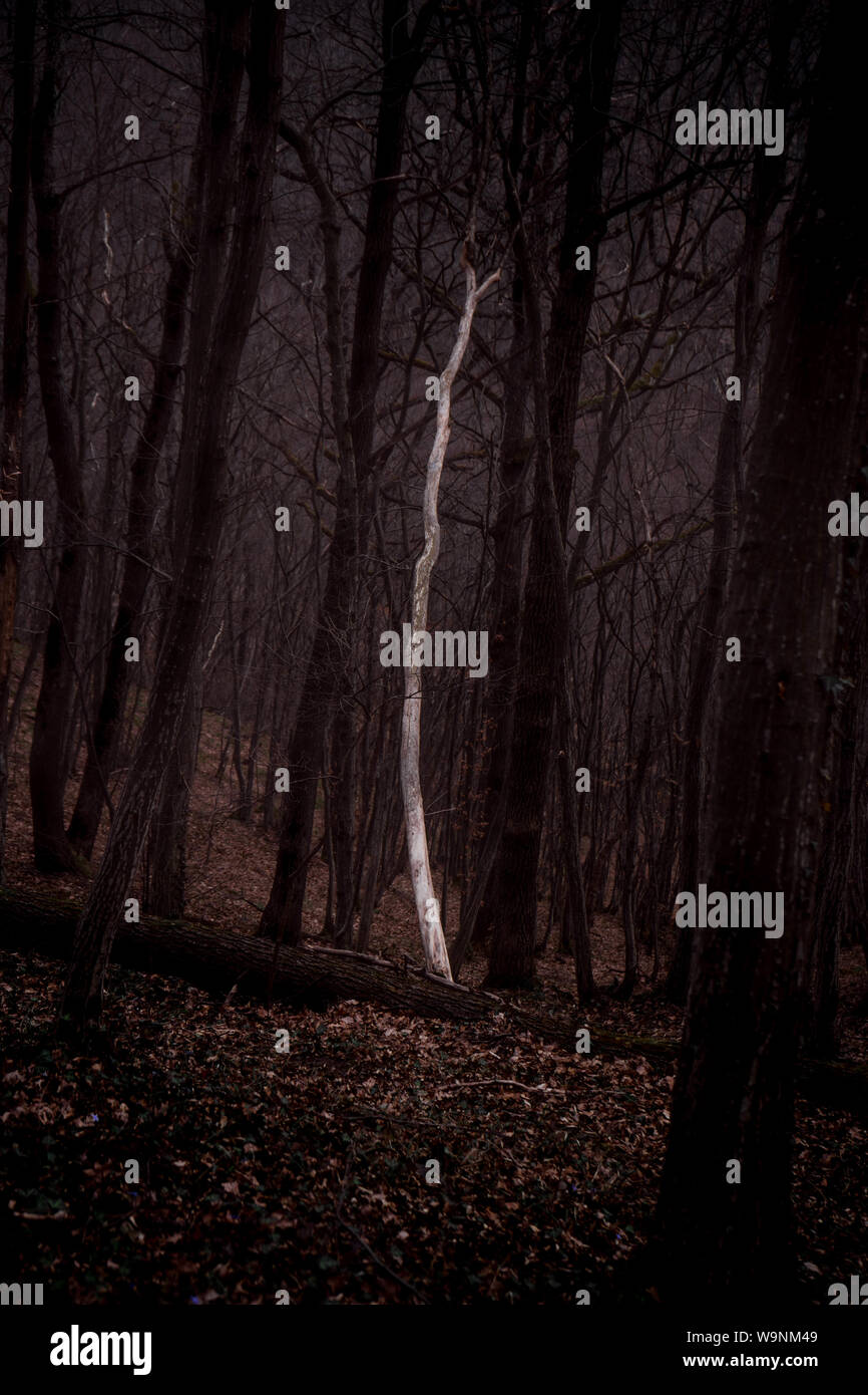 isolated white fallen tree in the dark hornbeam trees wild forest , one ...
