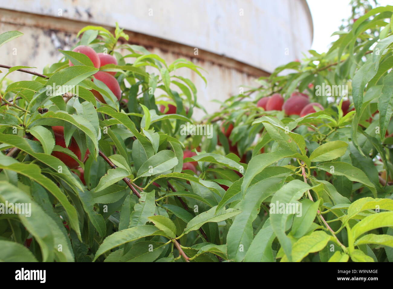 peach tree with silo Stock Photo - Alamy