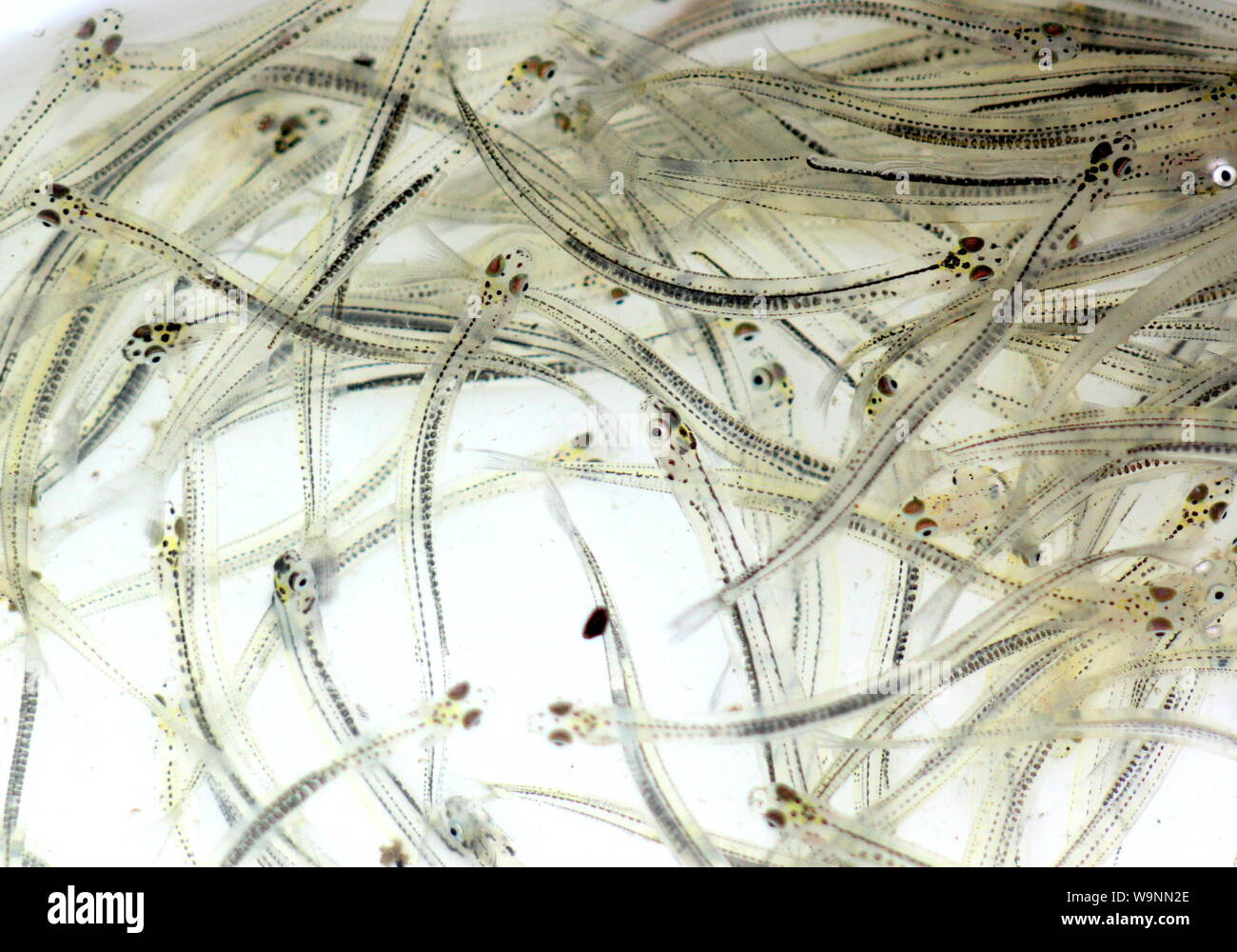 White bait fish new zealand hi-res stock photography and images - Alamy