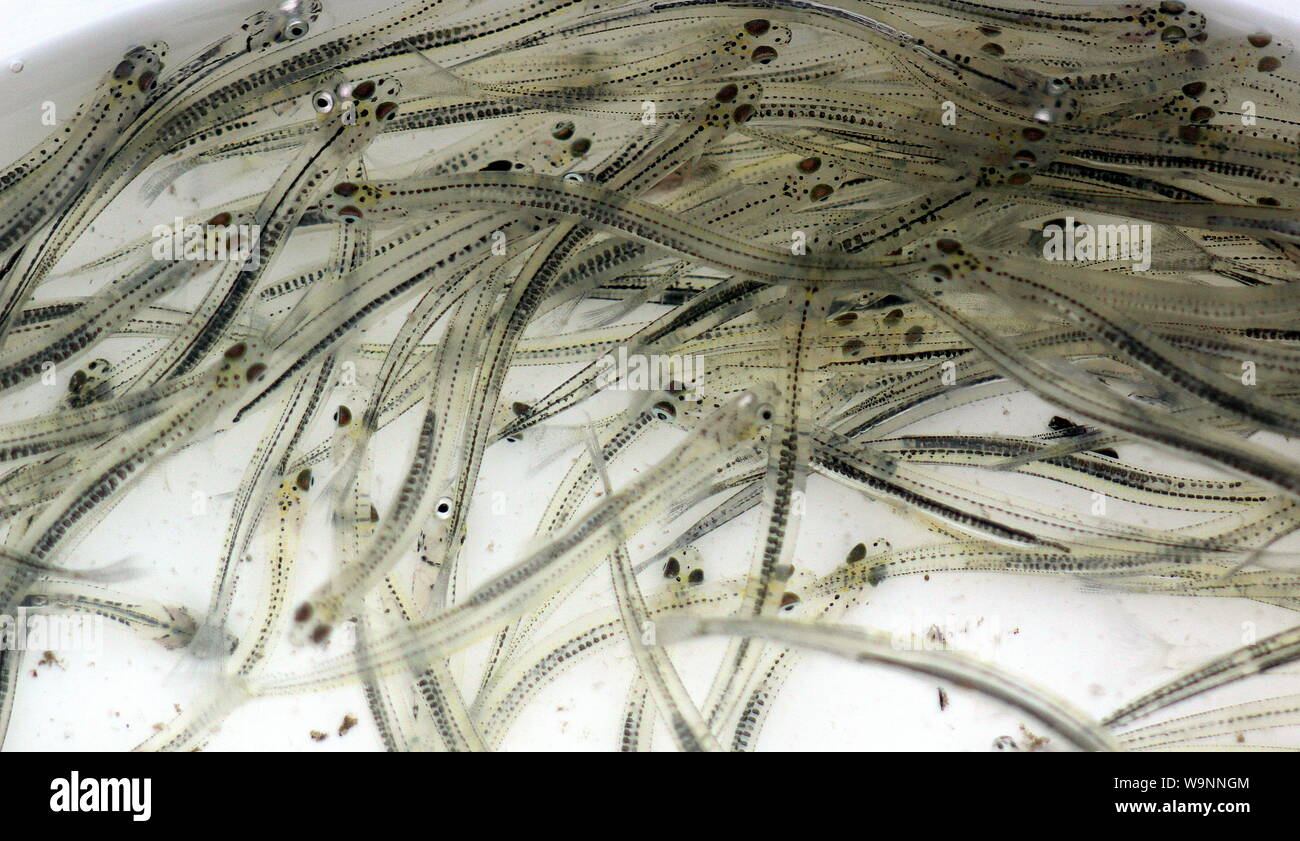 Whitebait new zealand hi-res stock photography and images - Alamy