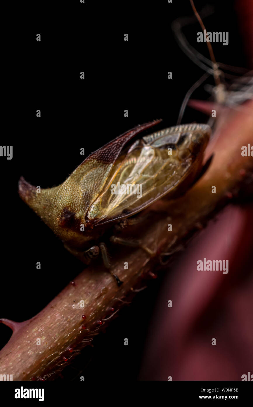 Tree hopper hi-res stock photography and images - Alamy