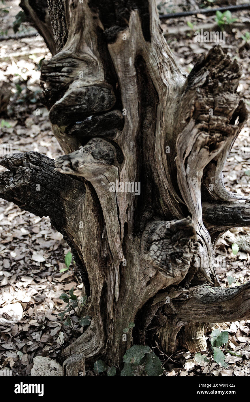 Gnarly twisted weathered cedar tree trunk Stock Photo - Alamy
