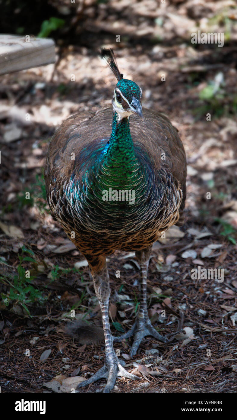 Peacock walking on a shady dirt trail Stock Photo - Alamy