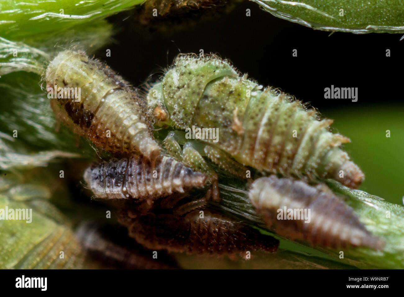 Close-up of green plant hopper (hemiptera) insect on a plant stalk from ...