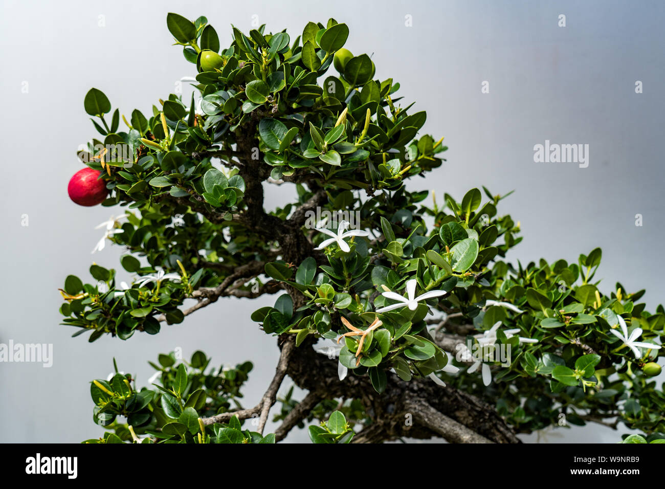 bonsai tree with a red fruit and white blossom closeup on a grey ...