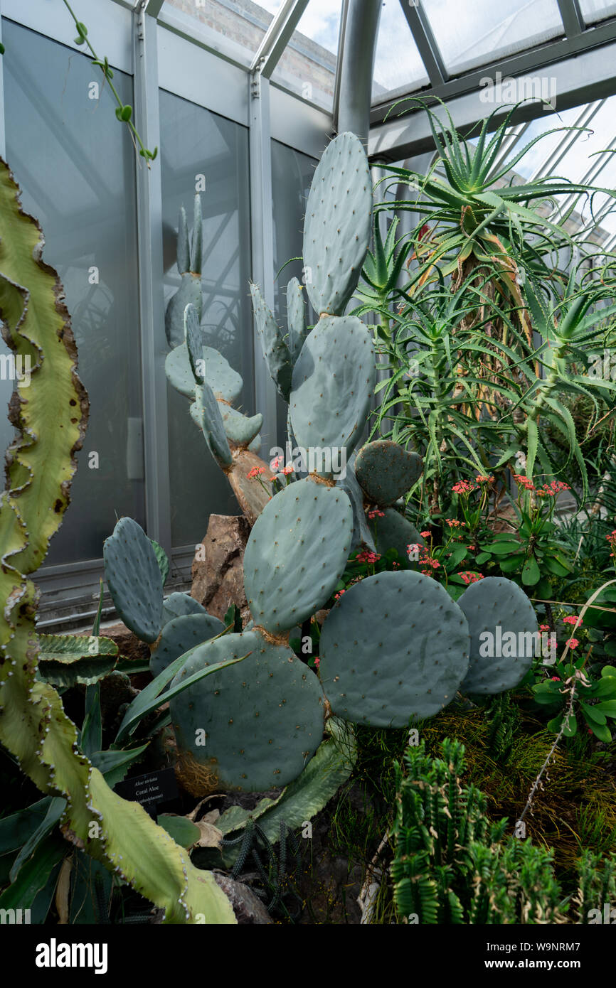 Giant prickly pear cactus plant in beautiful pavilion of botanic garden ...