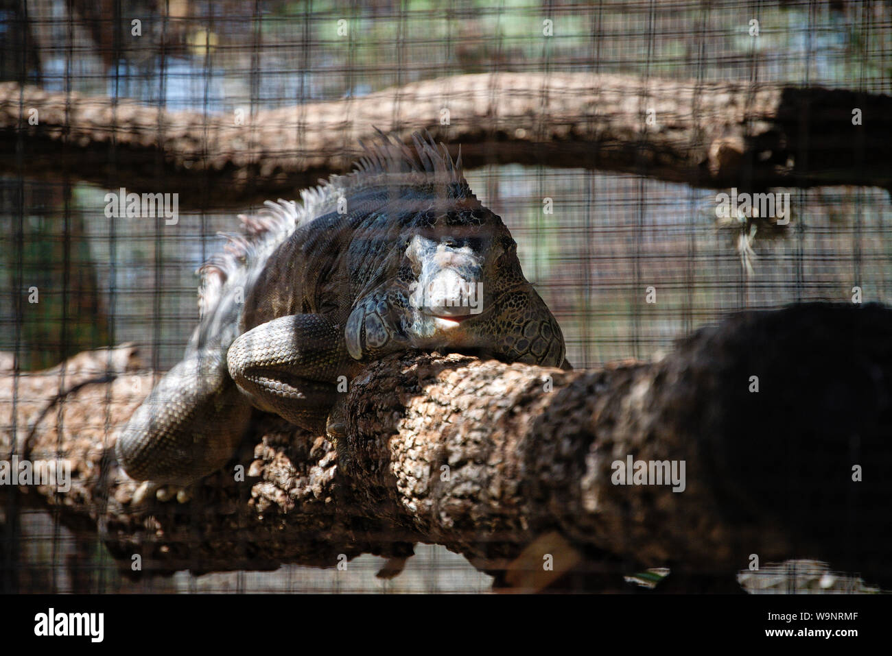 Big ridge back lizard on a branch in a cage Stock Photo - Alamy