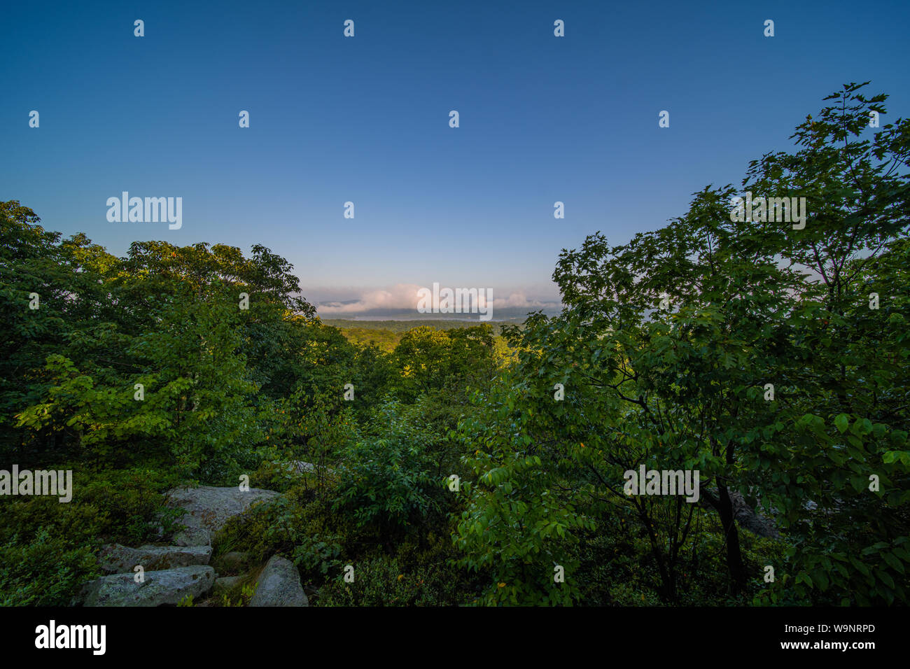 Beautiful nature, forest and mountains. Landscape background layered ...