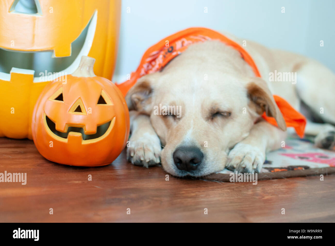 Sad dog bone hi-res stock photography and images - Alamy