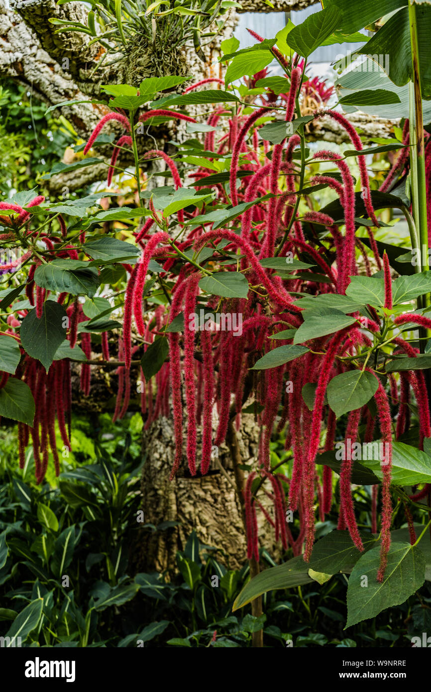 Sarawak exotic flower hi-res stock photography and images - Alamy