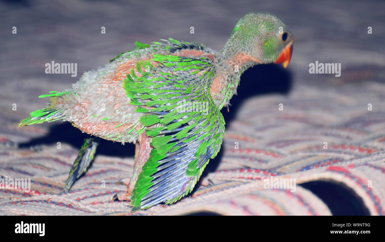 Indian Ringneck baby parrot, trying to fly Stock Photo - Alamy