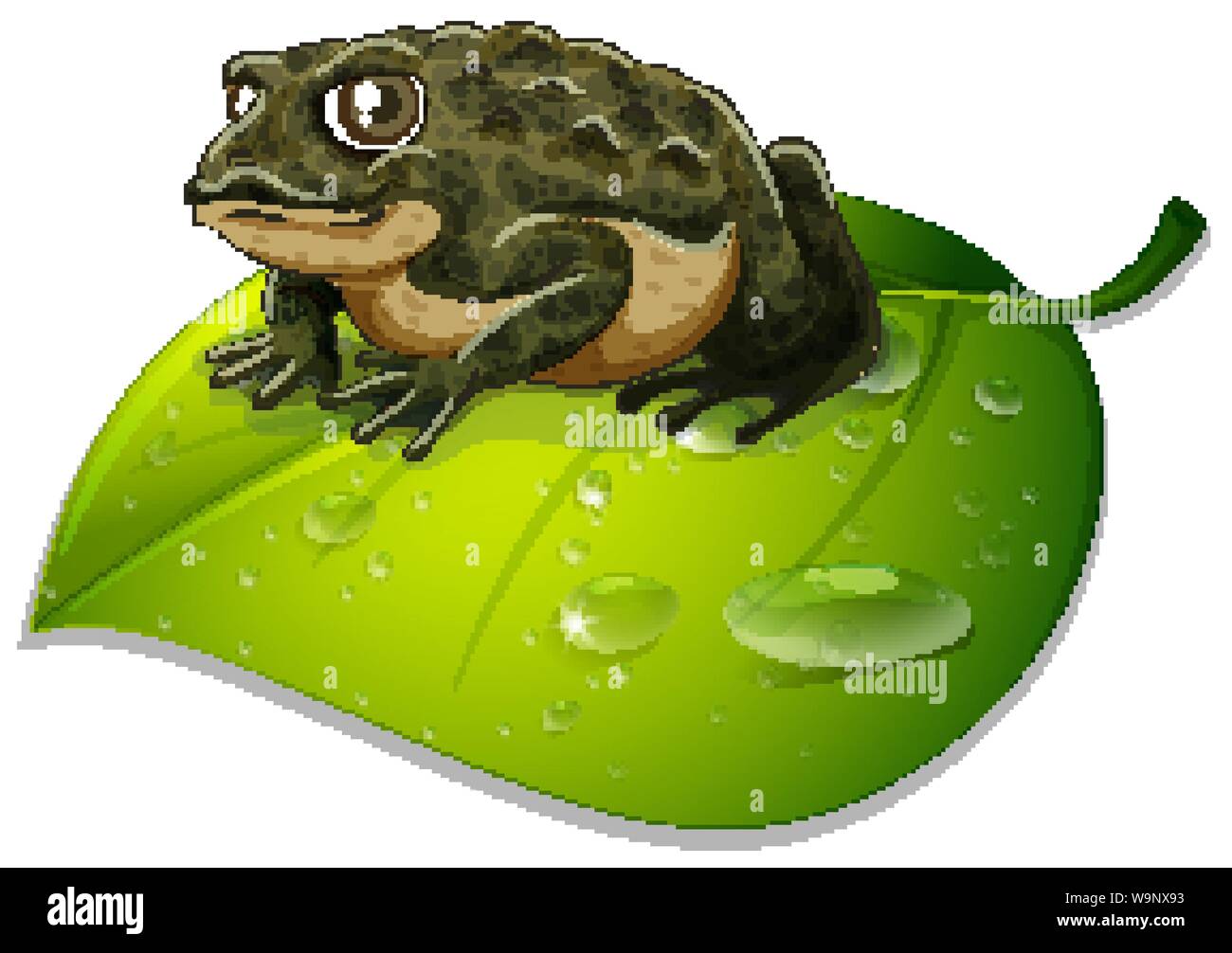 One toad on green leaf on white background illustration Stock Vector ...