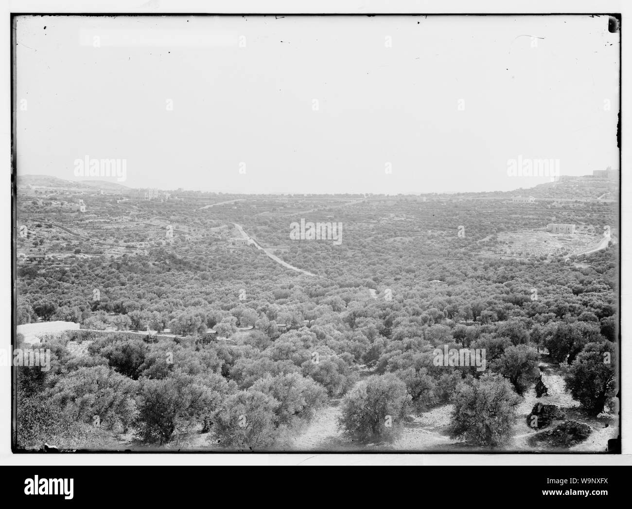 Bethlehem and surroundings. Forest of olive trees Stock Photo - Alamy