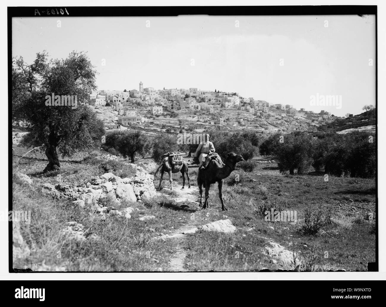 West camel Black and White Stock Photos & Images - Alamy