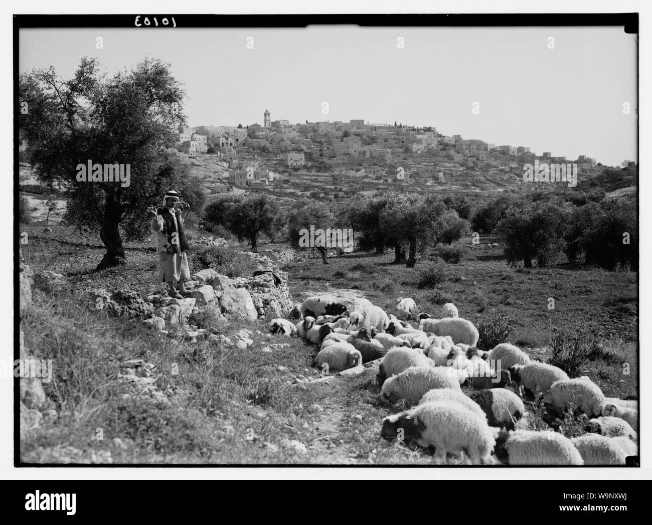 Bethlehem from the S. west with sheep Stock Photo - Alamy