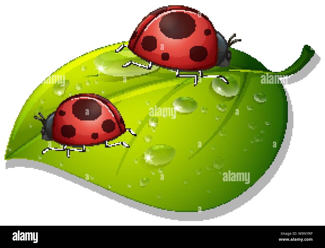 Two ladybugs on green leaf on white background illustration Stock ...
