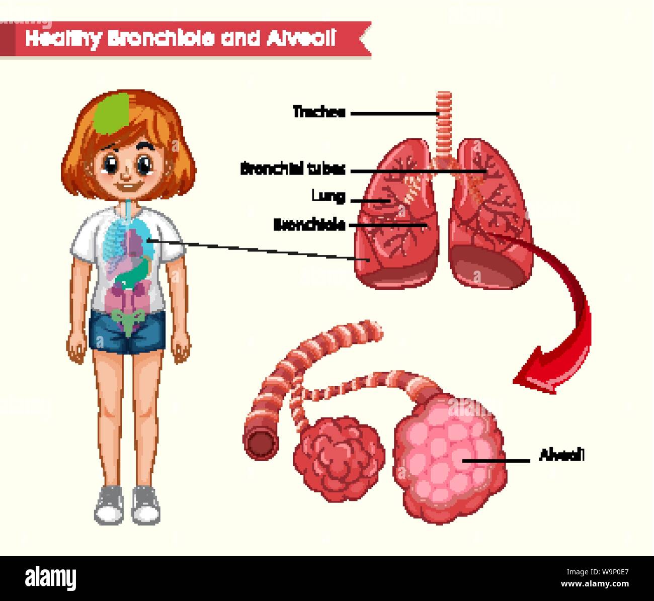 Scientific medical illustration of healthy lungs anatomy illustration ...