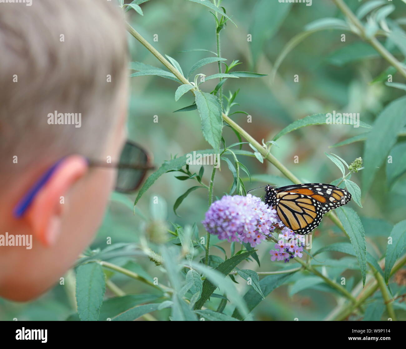 Boy watching monarch butterfly Stock Photo - Alamy