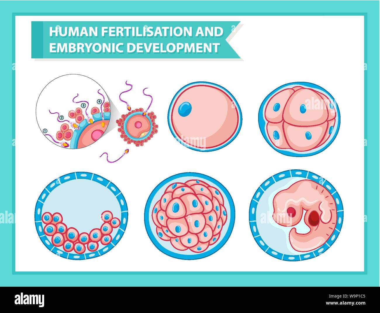 Scientific medical illustration of embryonic development illustration ...