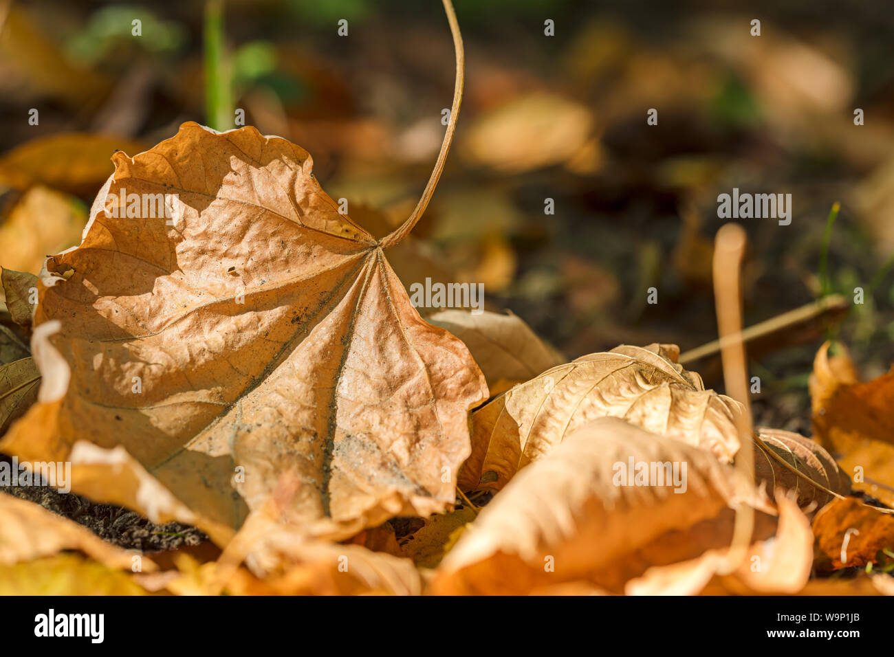 dry withered autumnal leaves on park ground. macro view. blurred ...