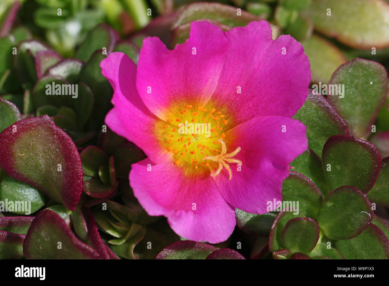 Pursley hi-res stock photography and images - Alamy