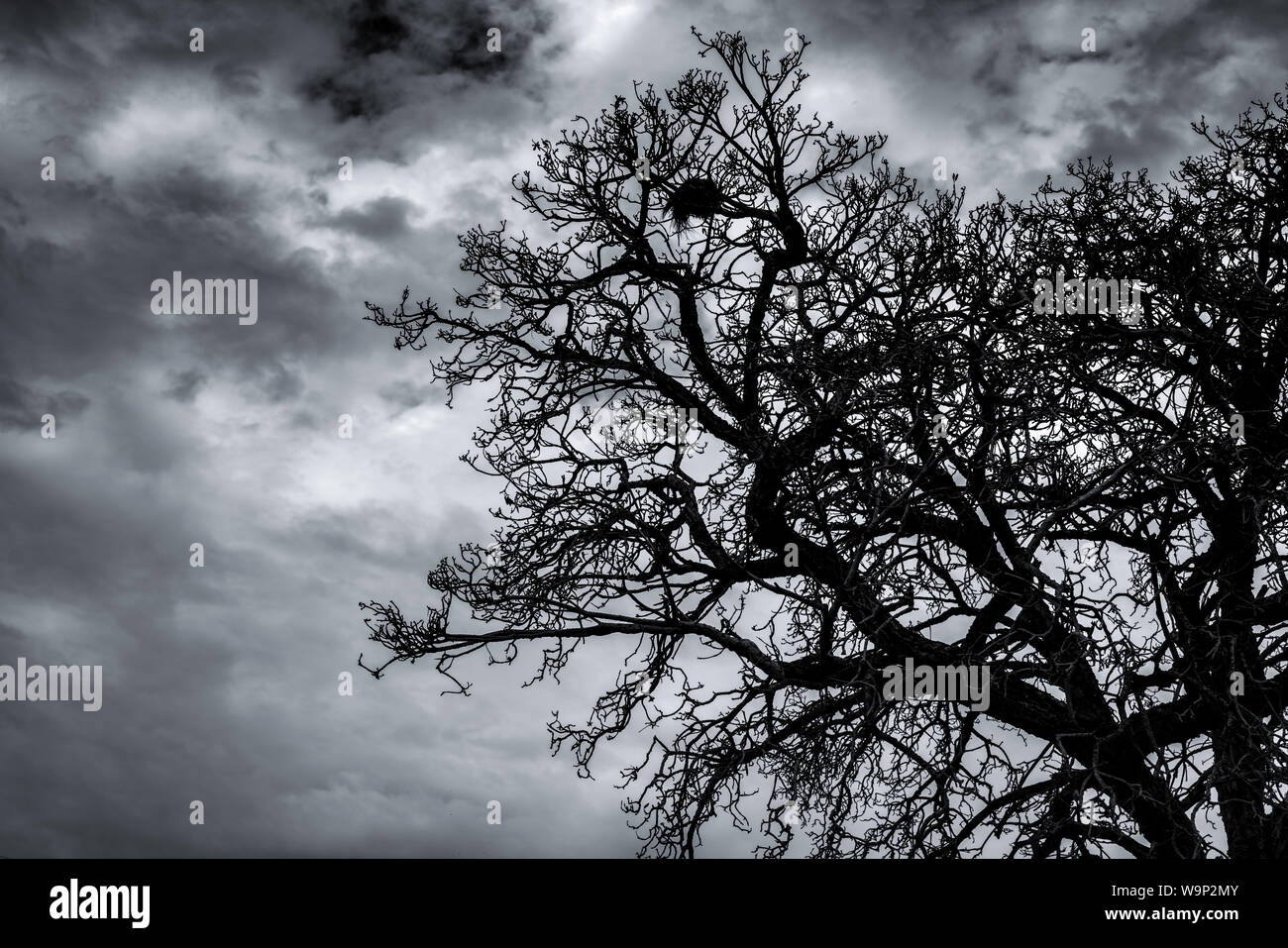 Silhouette dead tree and branch on dark sky and clouds. Background for ...