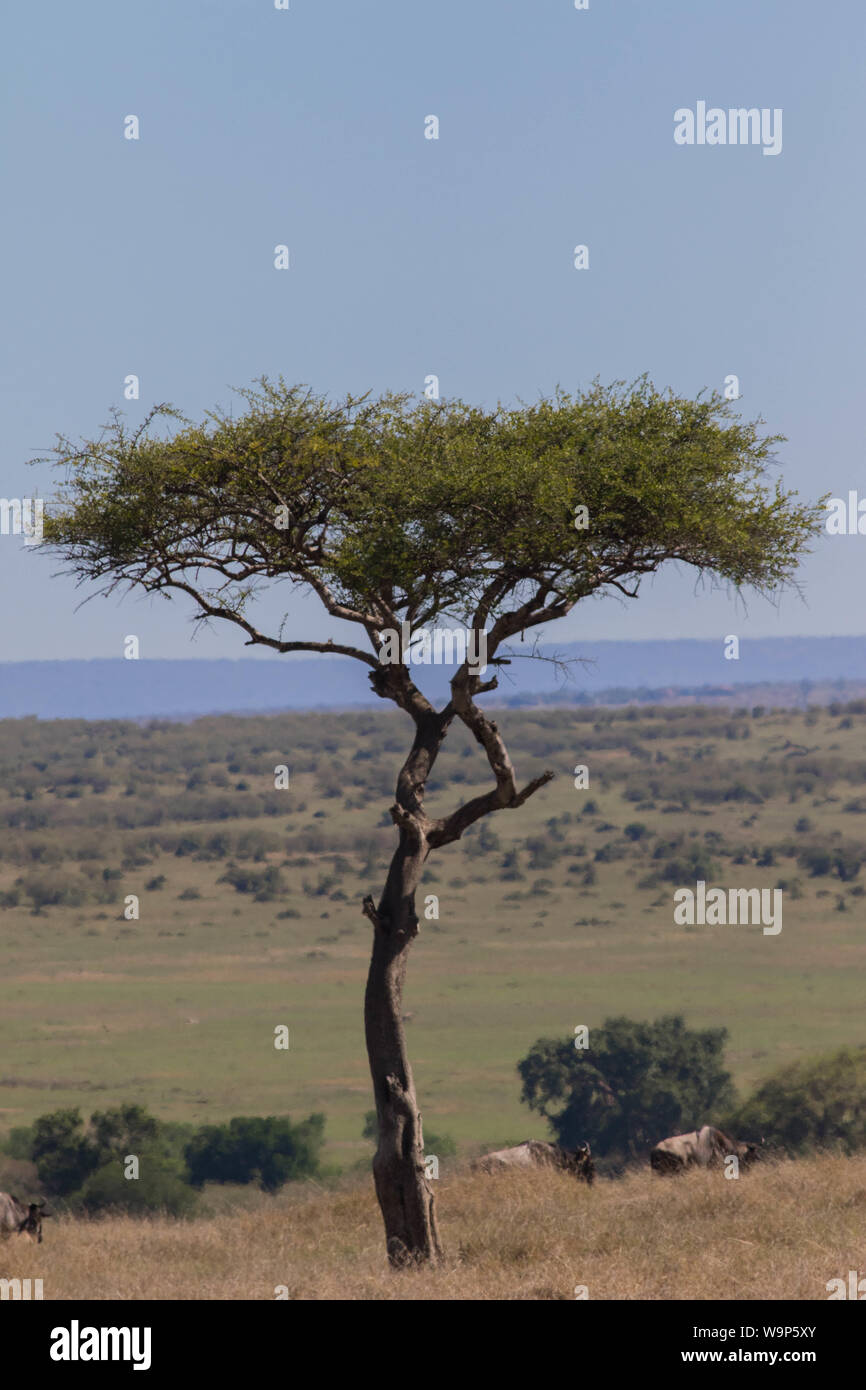 Acacia tree at masai mara Stock Photo - Alamy