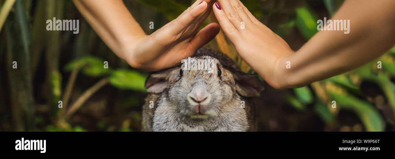 Hands protect rabbit. Cosmetics test on rabbit animal. Cruelty free and ...