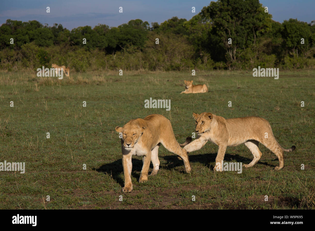 two young lions playing Stock Photo - Alamy