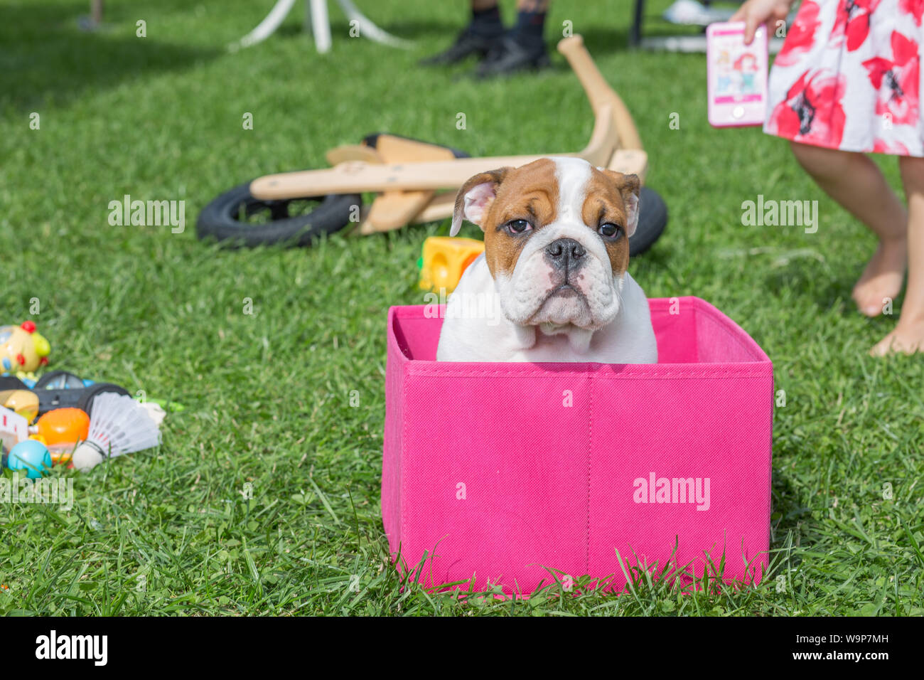 City Priekuli, Latvian Republic. English bulldog sit in a pink box. Aug ...
