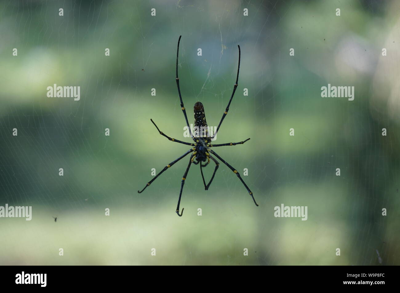 spiders in a garden Stock Photo - Alamy