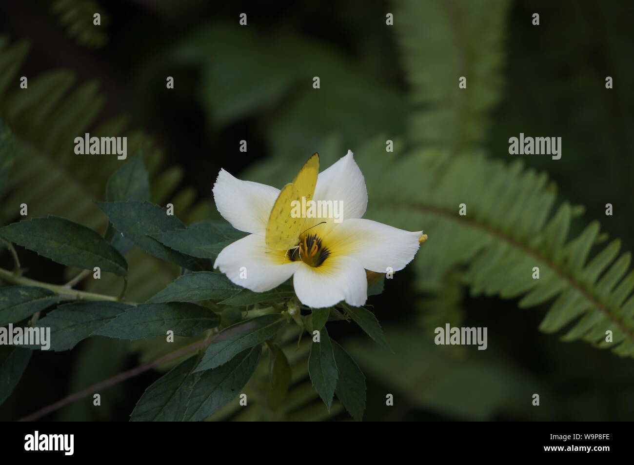 The garden of java hi-res stock photography and images - Alamy