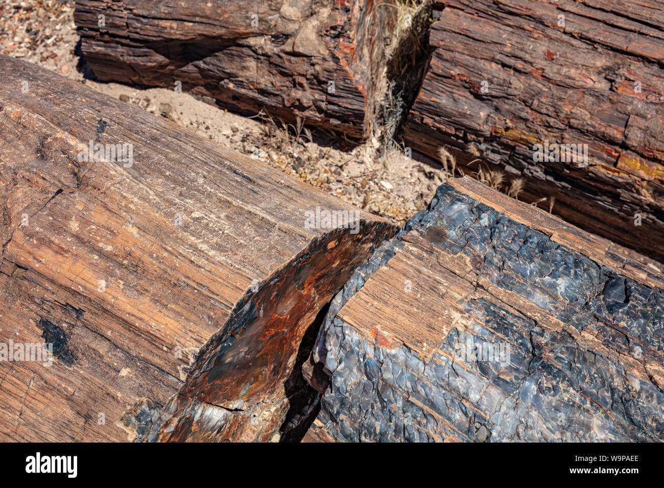 Petrified wood logs, Petrified Forest National Park, Arizona, US of ...