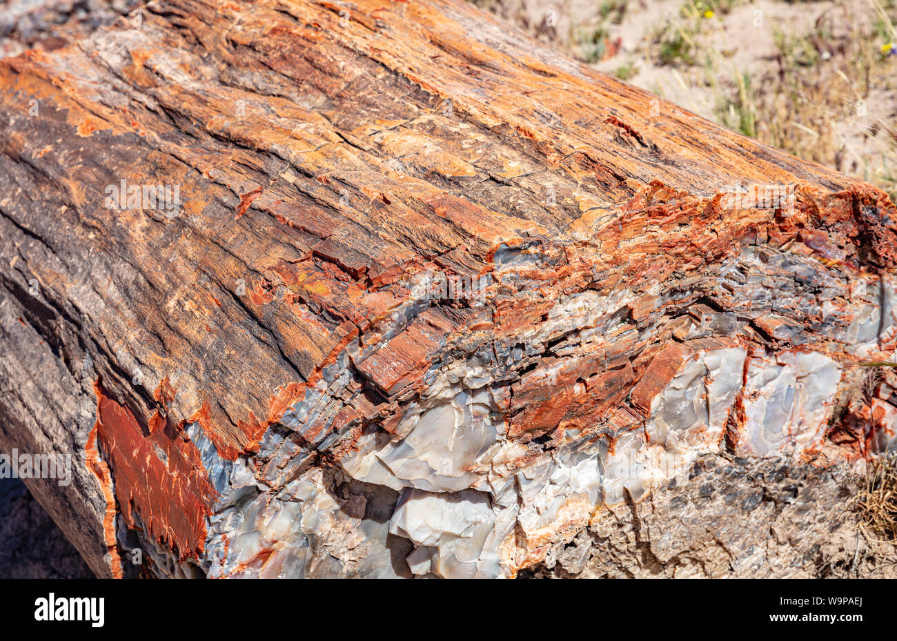 Desert wood hi-res stock photography and images - Alamy