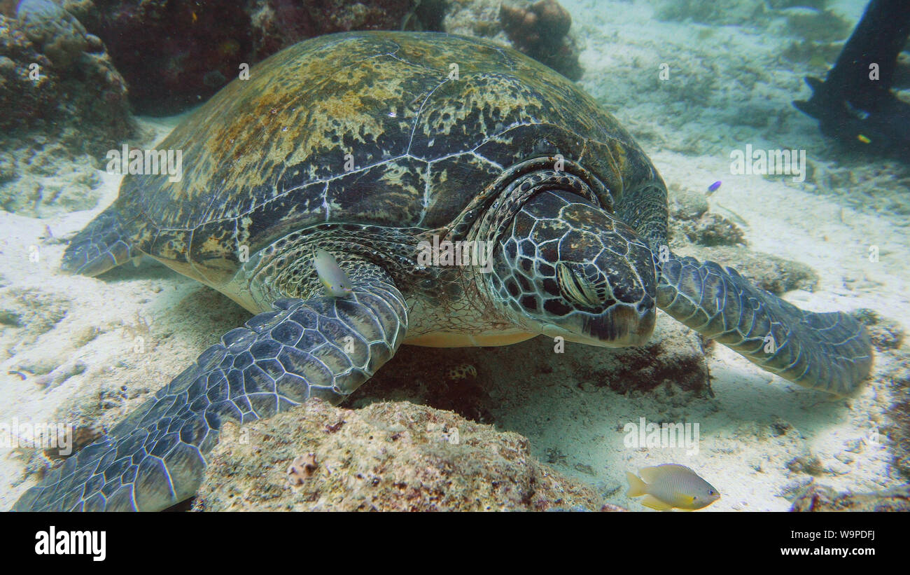 Green sea turtle underwater in the natural environment. Wonderful and ...