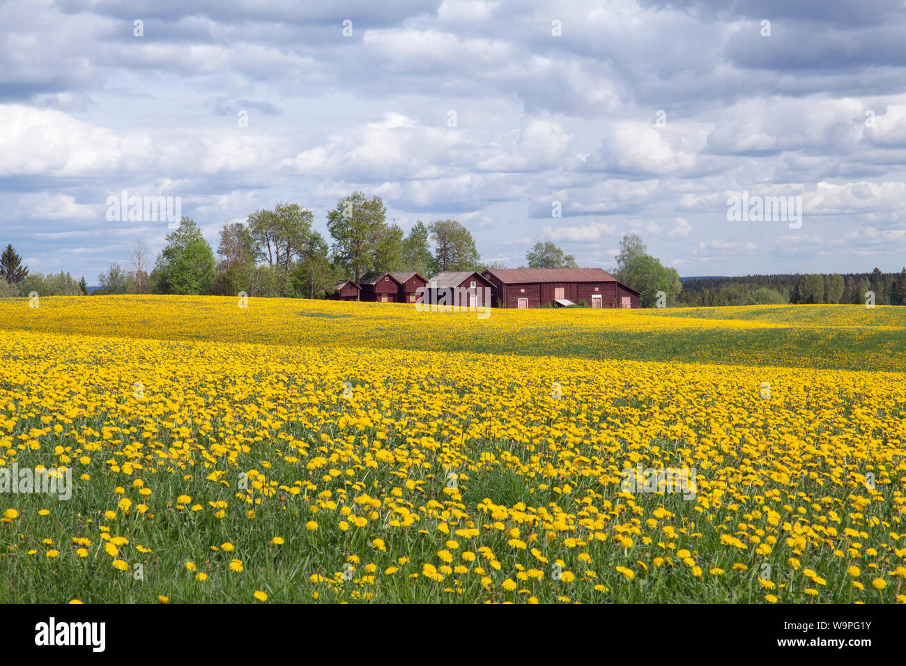 Farming and woodland area in Sweden. Some red barns. Agriculture ...