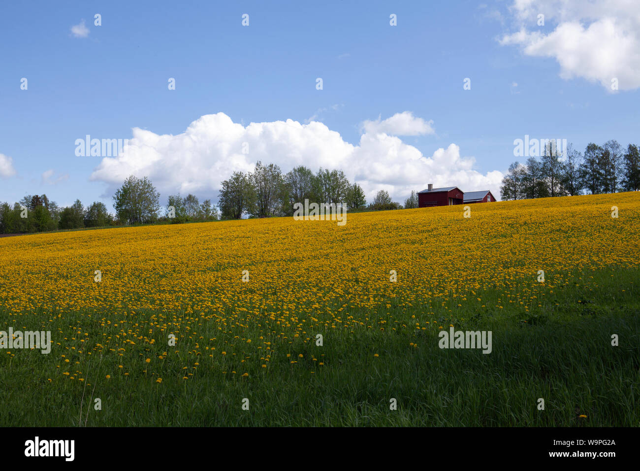 Farming and agriculture area in Sweden, June. Farmland and buildings ...