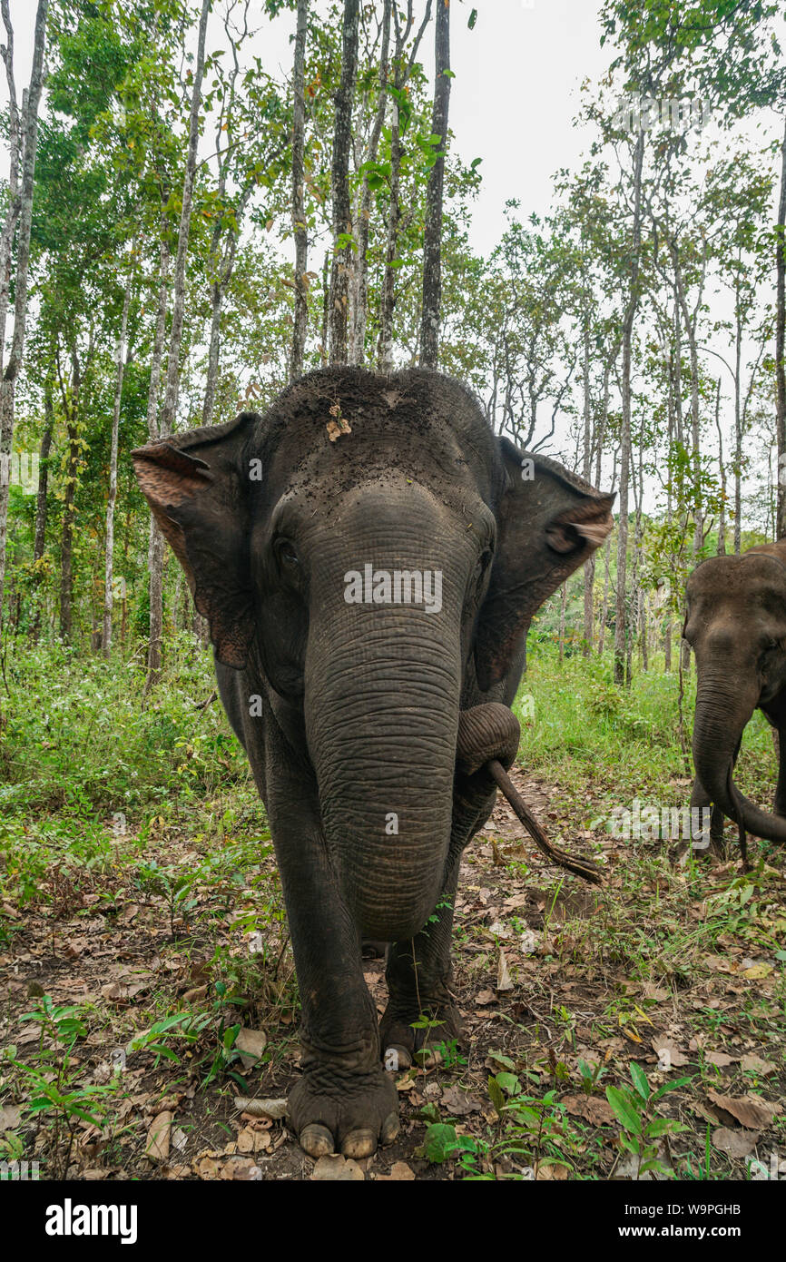 Elephants of Cambodia in Senmonrom, a small Village in the East Stock ...