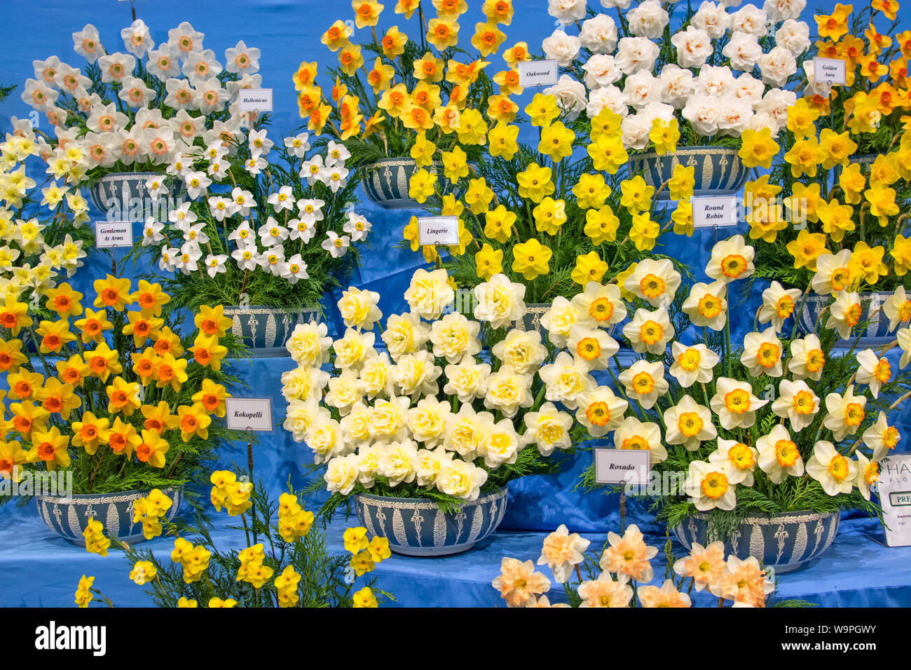 Daffodil display at a show Stock Photo - Alamy