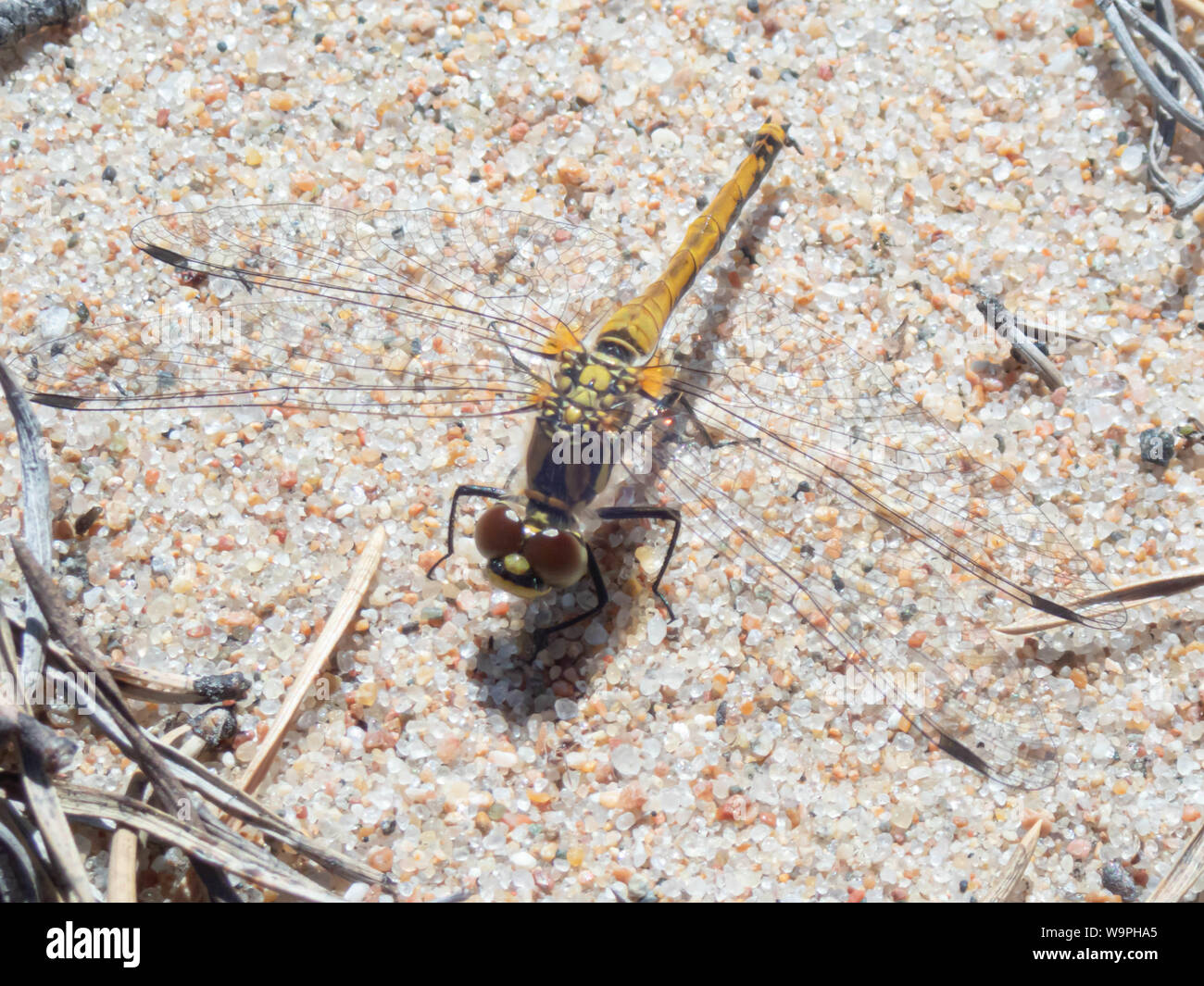 Caña de arena hi-res stock photography and images - Alamy