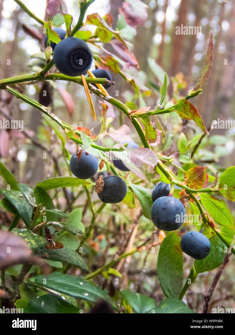 Comer hoja hi-res stock photography and images - Alamy