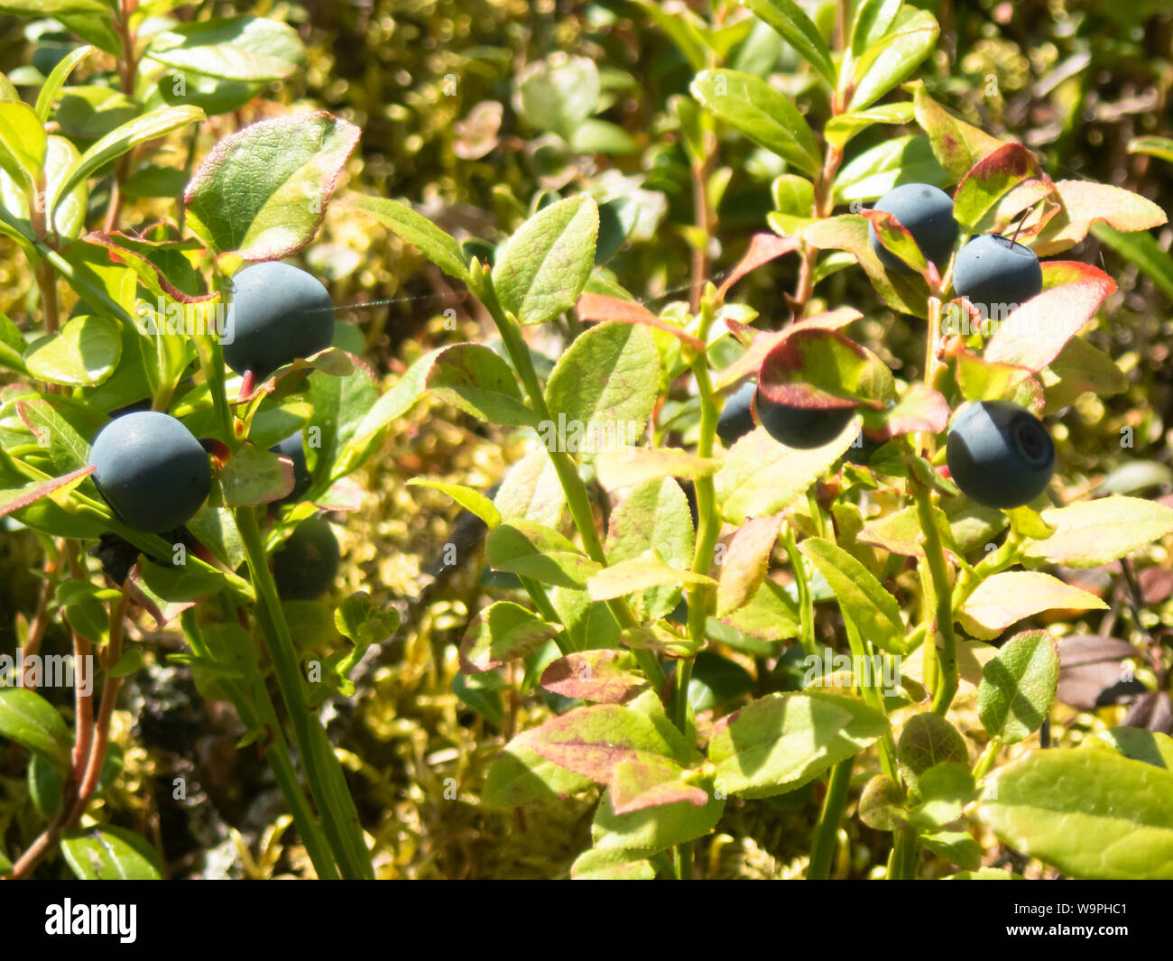 Bilberry finland hi-res stock photography and images - Alamy